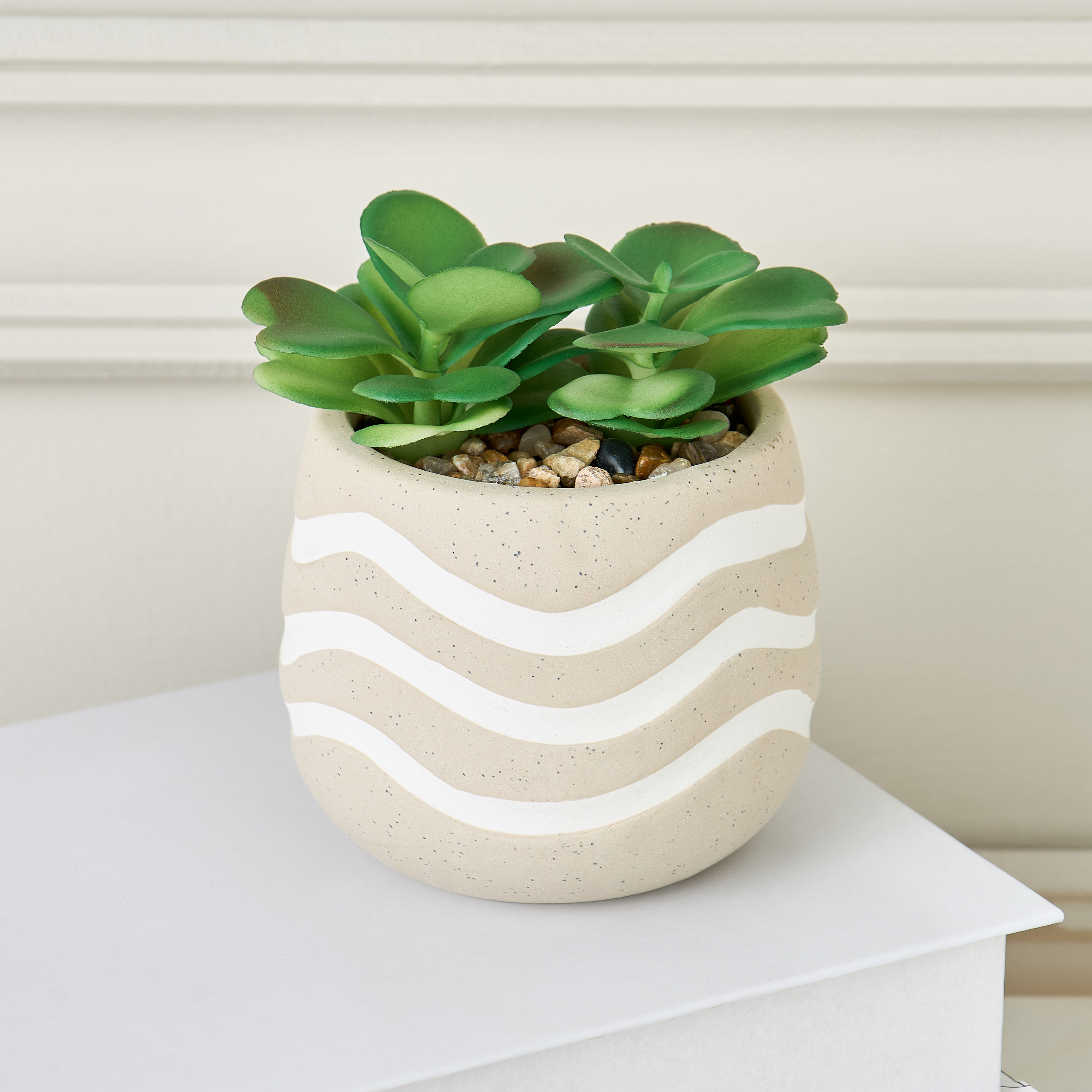 Shop Potted Succulent Plant Online | Max UAE